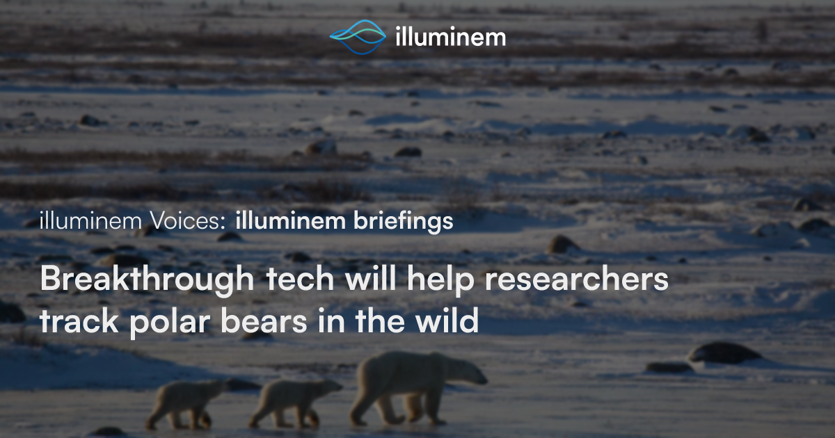 Breakthrough tech will help researchers track polar bears in the wild ...